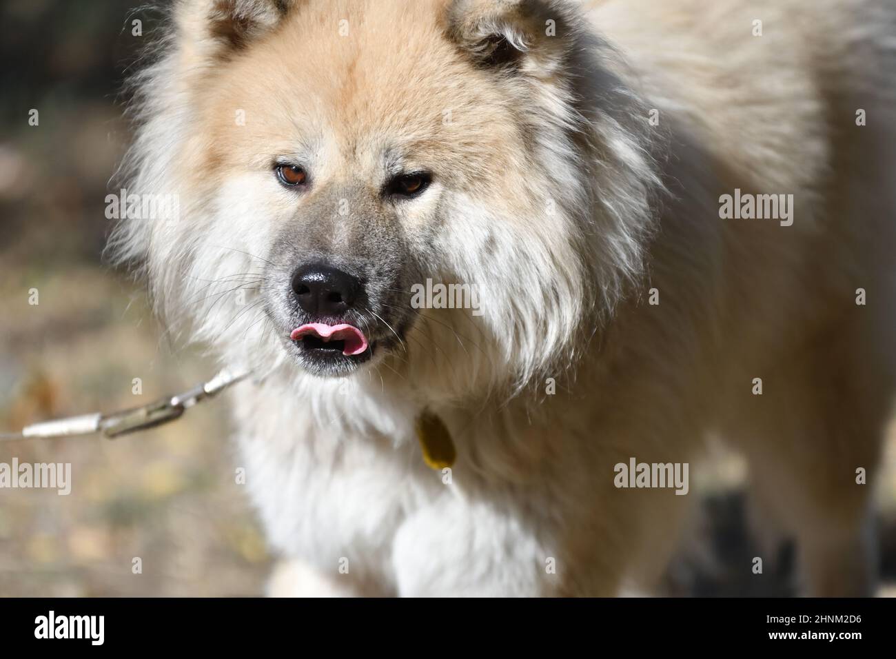 Long haired animals hi-res stock photography and images - Alamy
