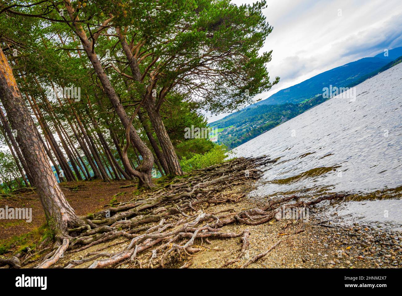 Huge shallow tree roots of pine trees Vesleøye island nature in town ...