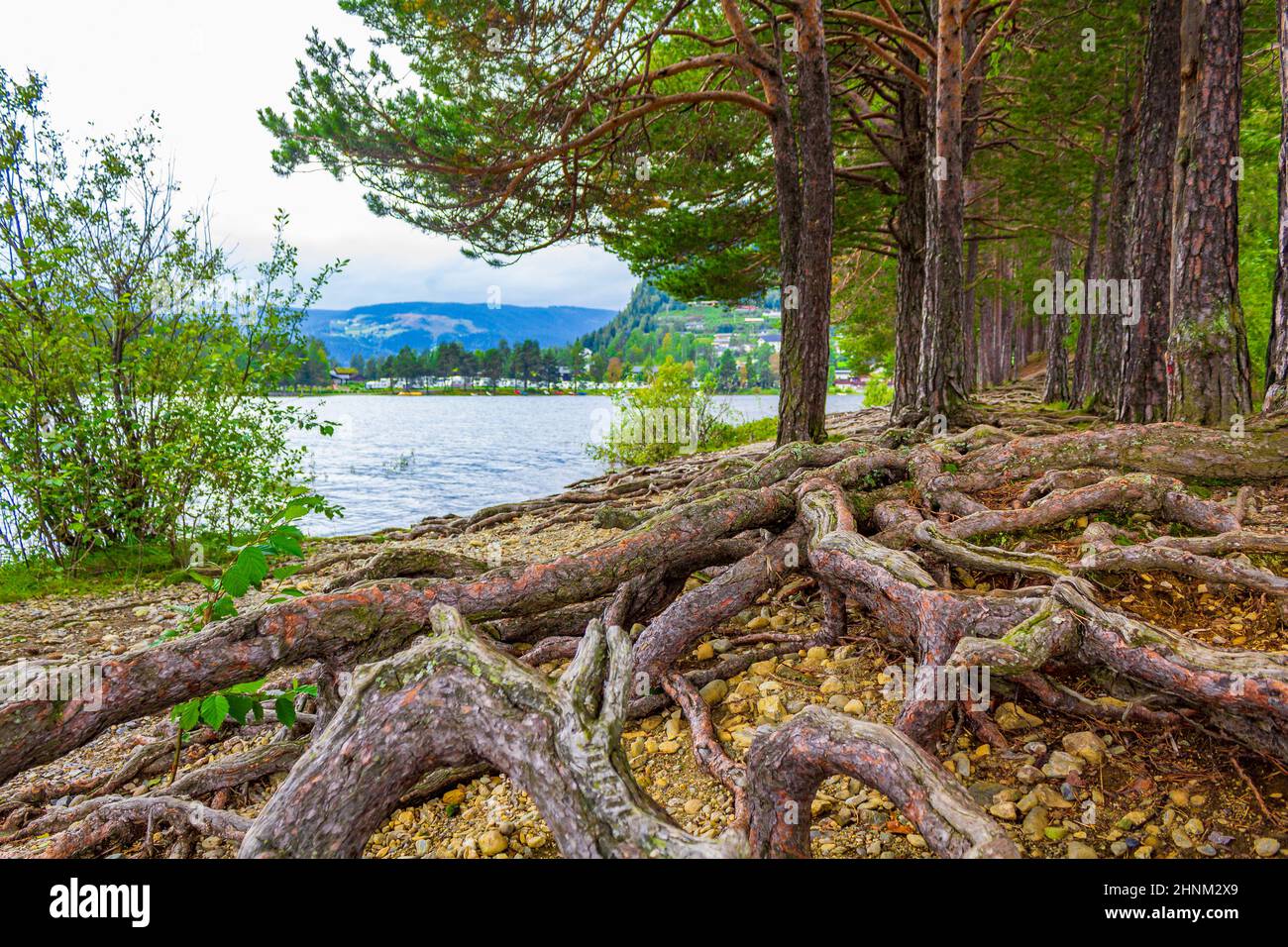 Huge shallow tree roots of pine trees Vesleøye island nature in town ...