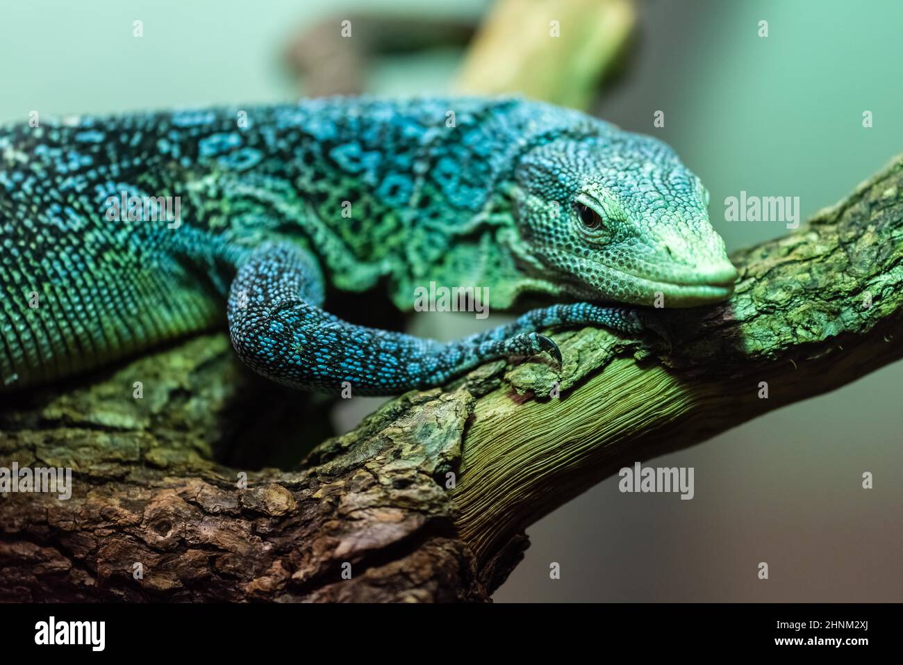 Blue spotted tree monitor is a species of monitor lizard living in ...
