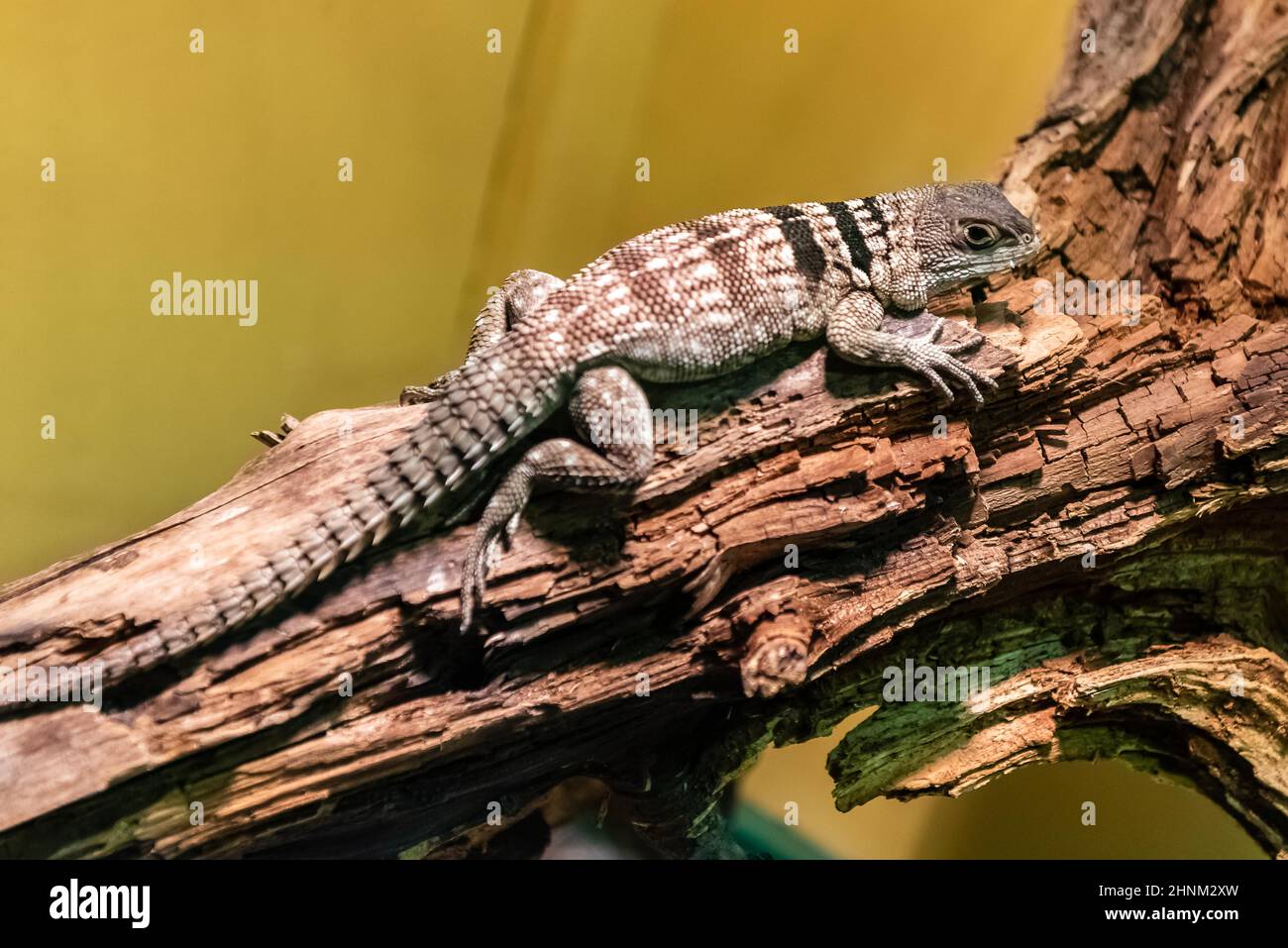 Oplurus cuvieri, commonly known as the collared iguanid lizard ...