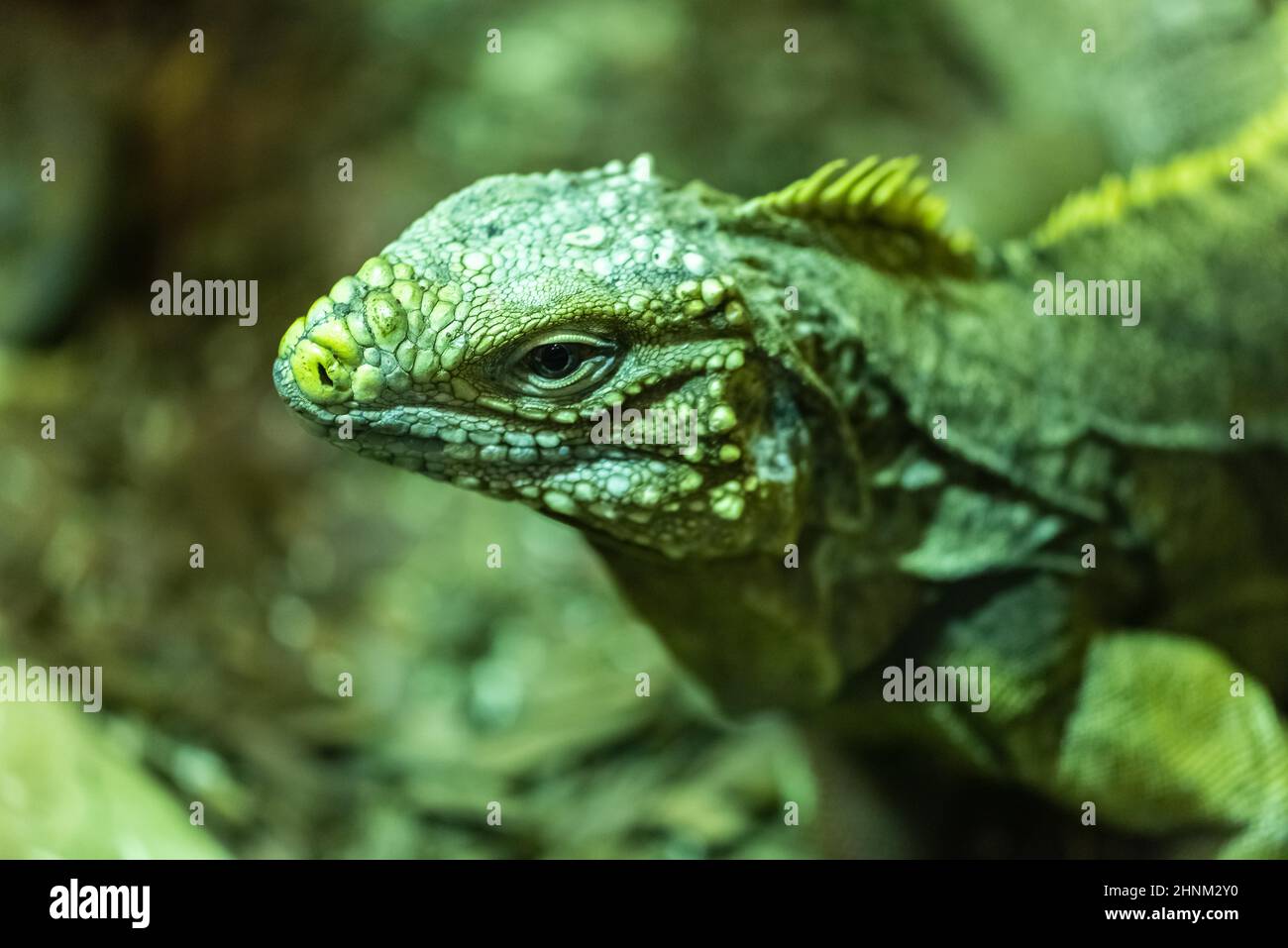 Cuban rock iguana also called cuban iguana Stock Photo - Alamy