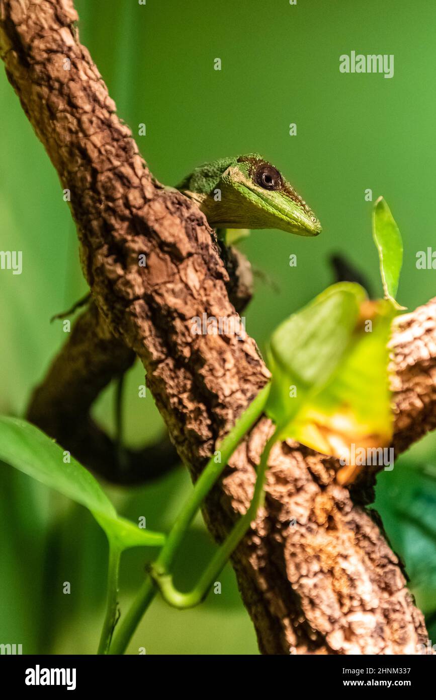 The knight anole (Anolis equestris) is the largest species of anole ...