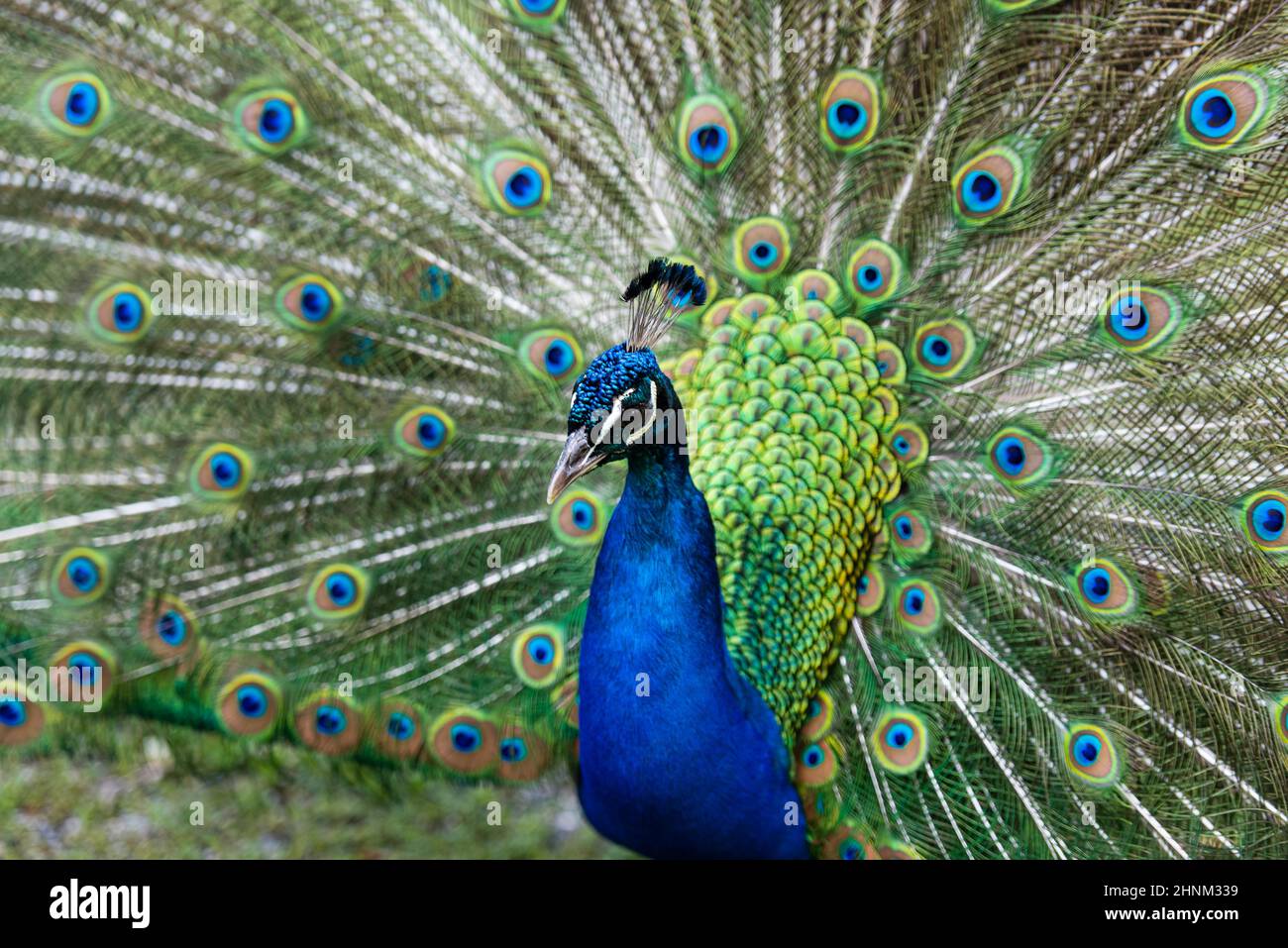 Male peafowl displaying feathers to attract the female Stock Photo - Alamy