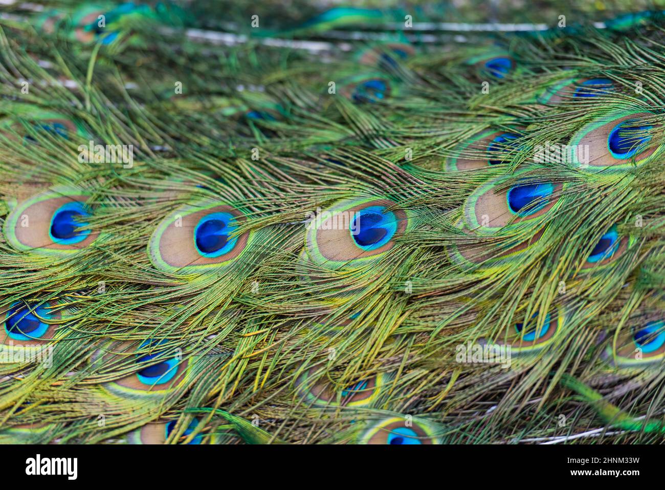 the tail of the peacock with its eyespot Stock Photo - Alamy