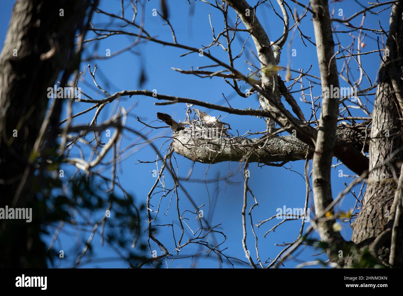 One small limb hi-res stock photography and images - Alamy