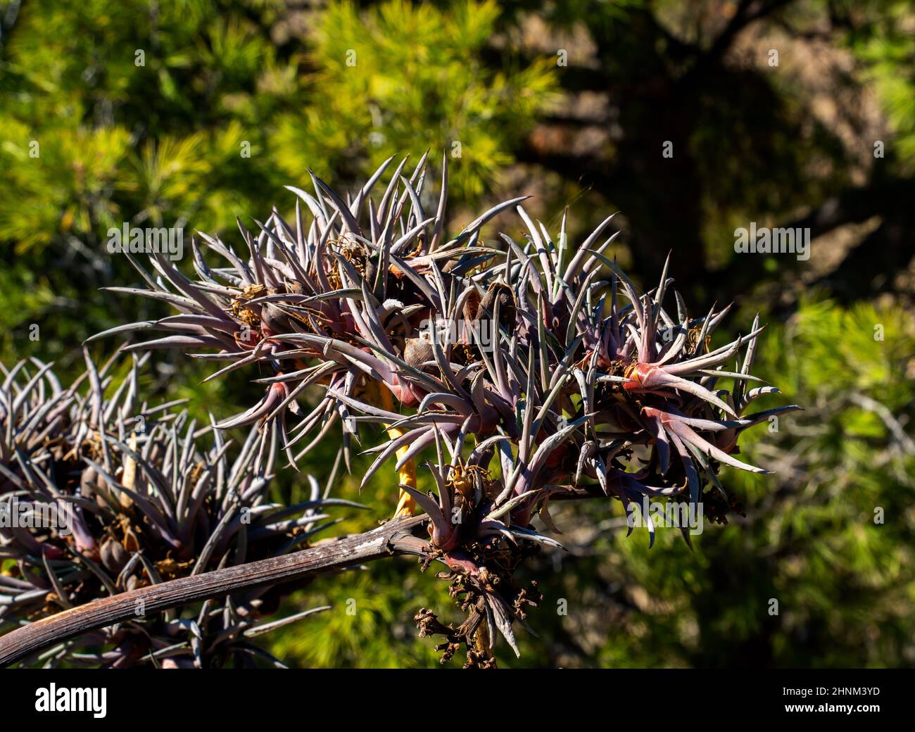 Dried flowers and seeds of an Agave (Agave americana Stock Photo - Alamy