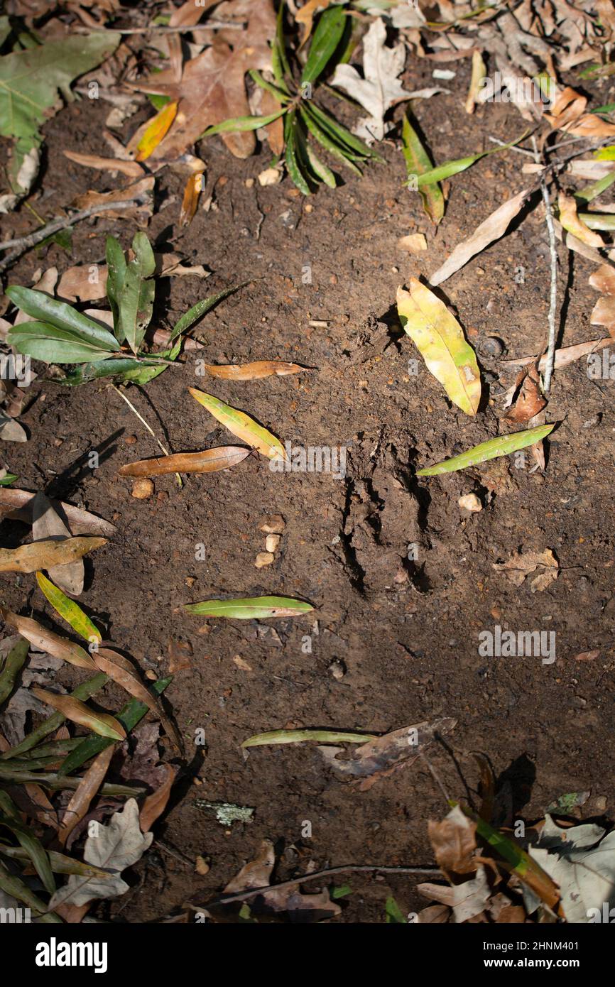 Wildlife tracks identification hi-res stock photography and images - Alamy