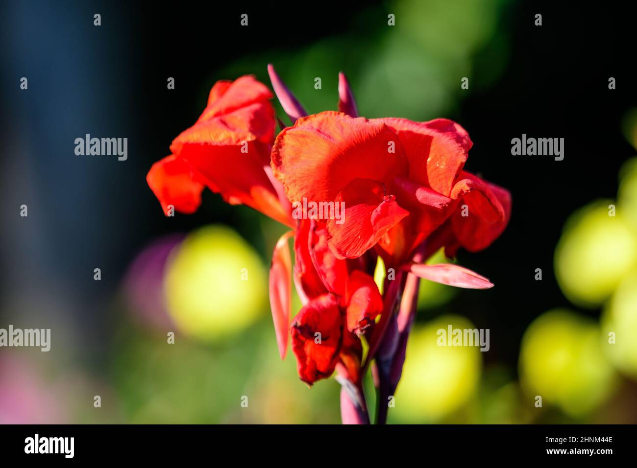 Red flowers of Canna indica, commonly known as Indian shot, African ...
