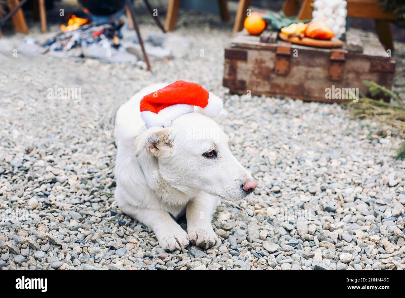Burning dog hi-res stock photography and images - Alamy