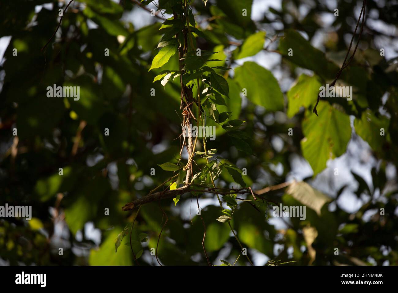Hanging from liana hi-res stock photography and images - Alamy