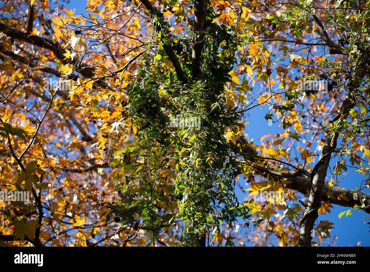 Green vine hanging down from tree with yellow, autumn leaves Stock ...