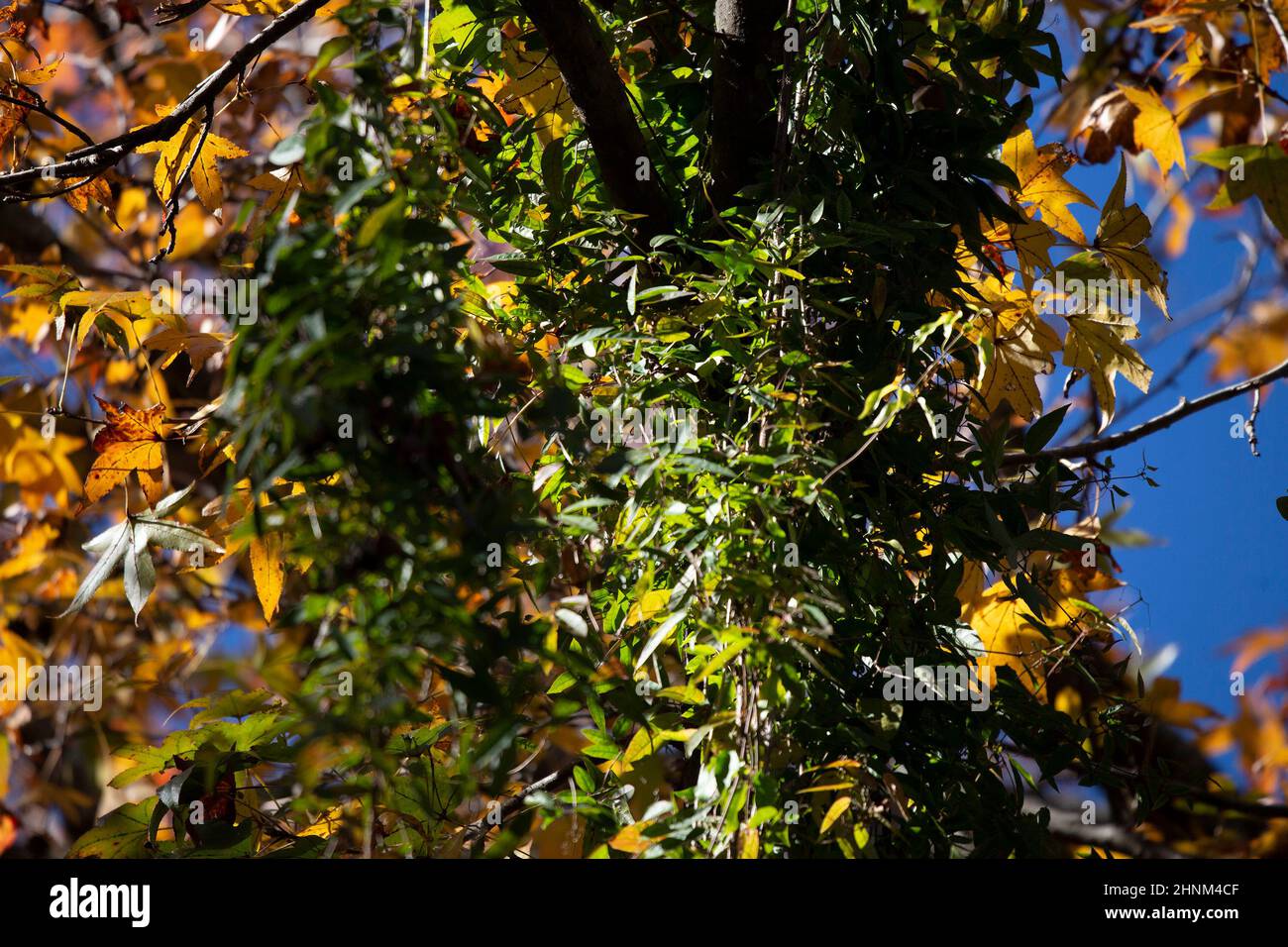 Green vine hanging down from tree with yellow, autumn leaves Stock ...