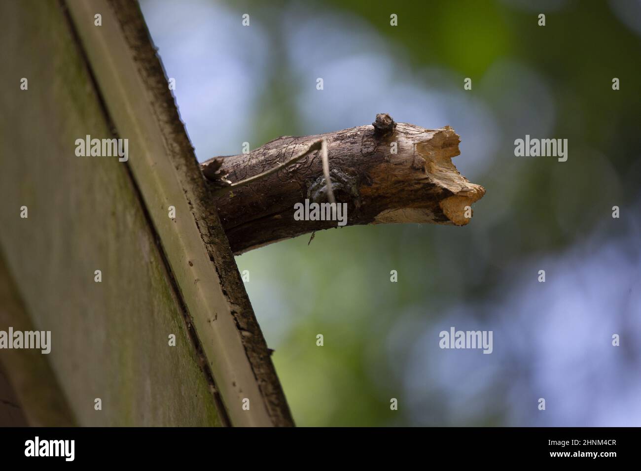 Large, broken stick partially hanging off a roof Stock Photo - Alamy