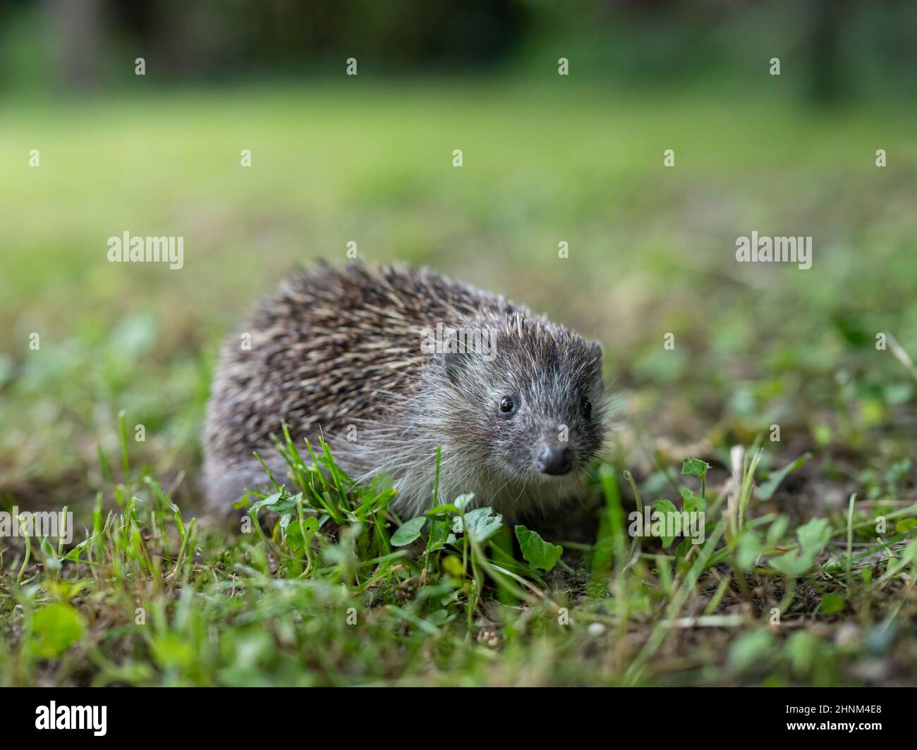 Hedgehog in a hedge hi-res stock photography and images - Alamy
