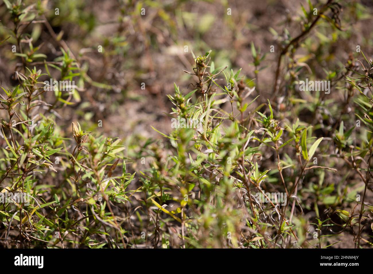 Weeds growing from dry ground in a meadow Stock Photo - Alamy