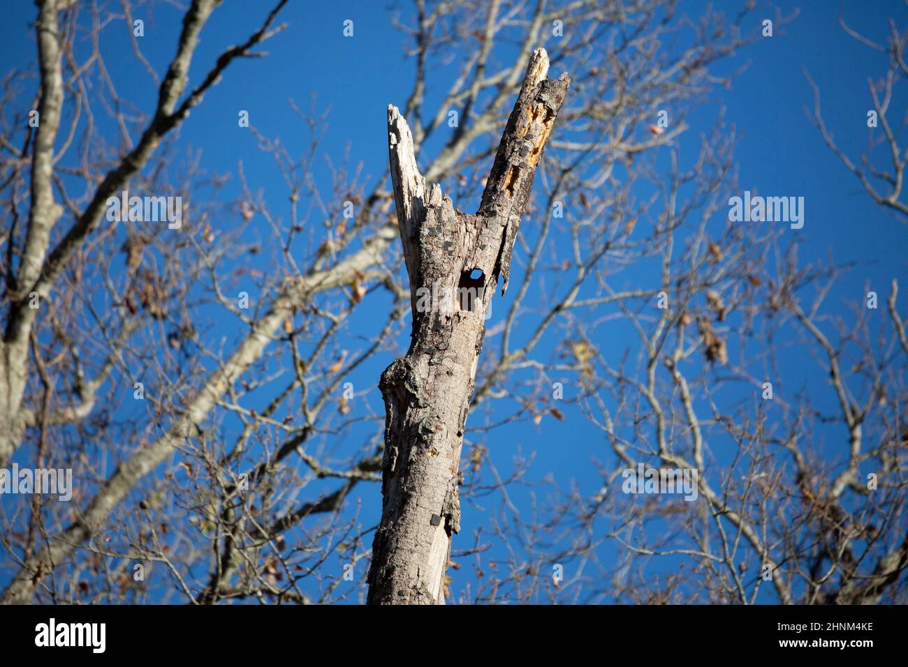 Holes in a tree trunk on a nice day Stock Photo - Alamy