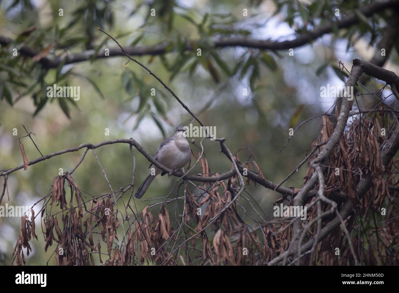 Northern mockingbird (Mimus poslyglotto) calling from a perch on a dead ...