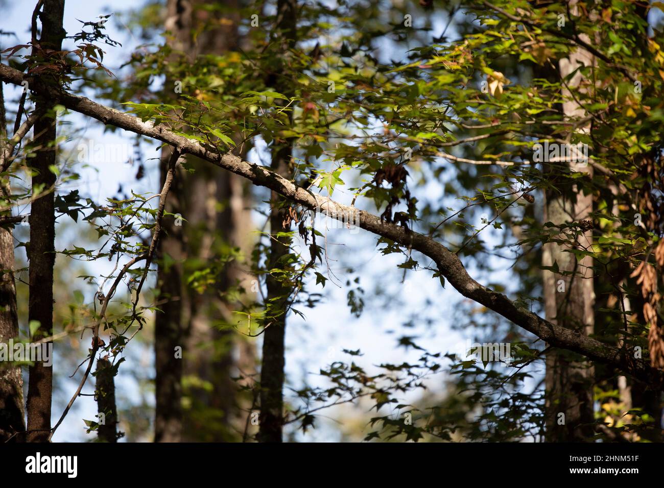 Golden light hitting a small tree branch in a forest Stock Photo - Alamy