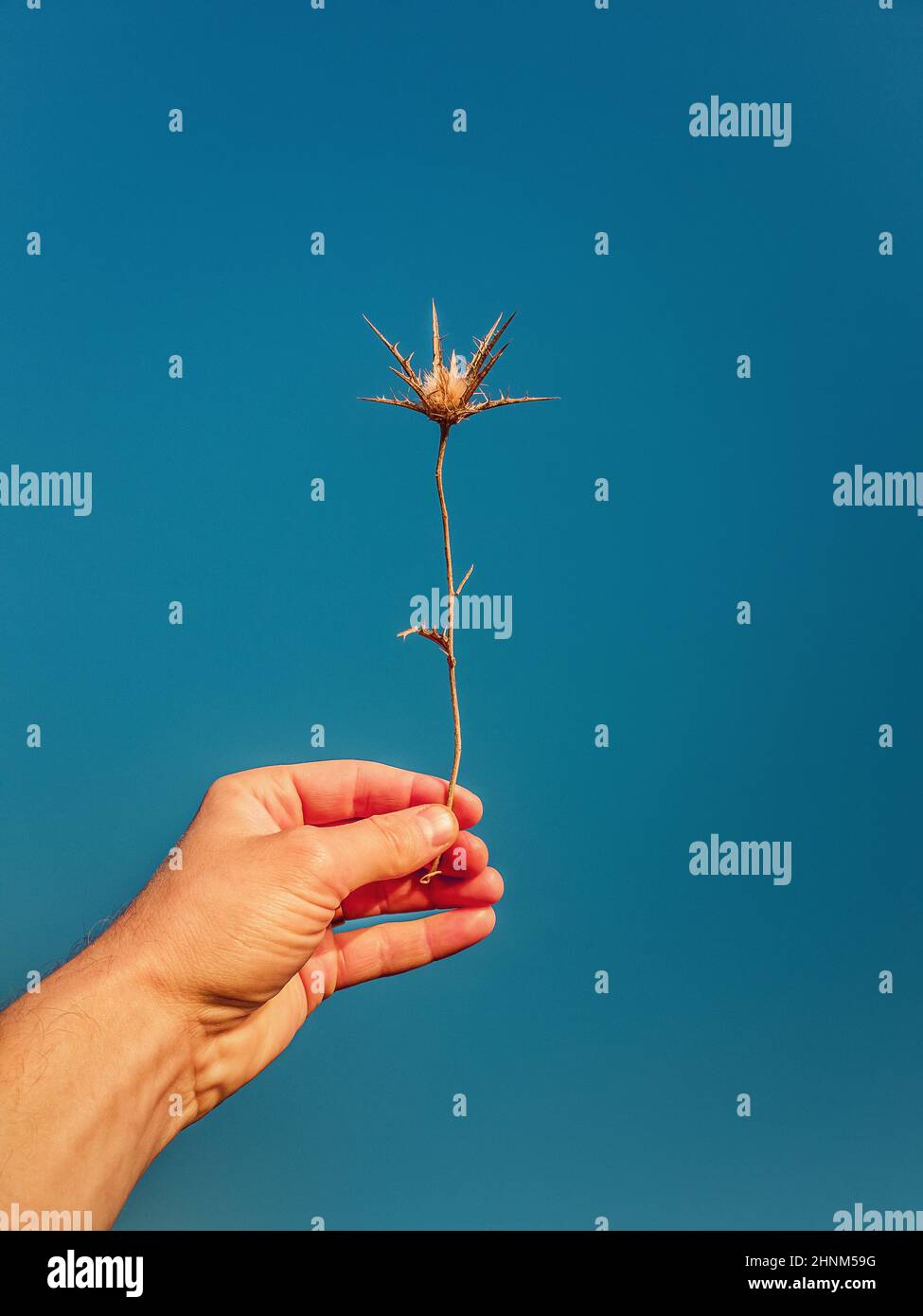 Close up person hand holding a dry thistle thorn plant over a clear ...