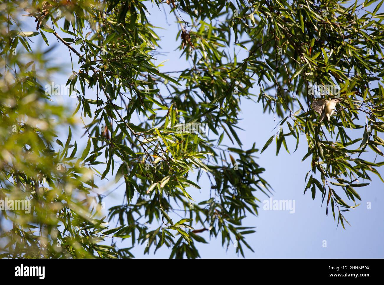 Philadelphia vireo (Vireo philadelphicus) landing on a tree branch ...