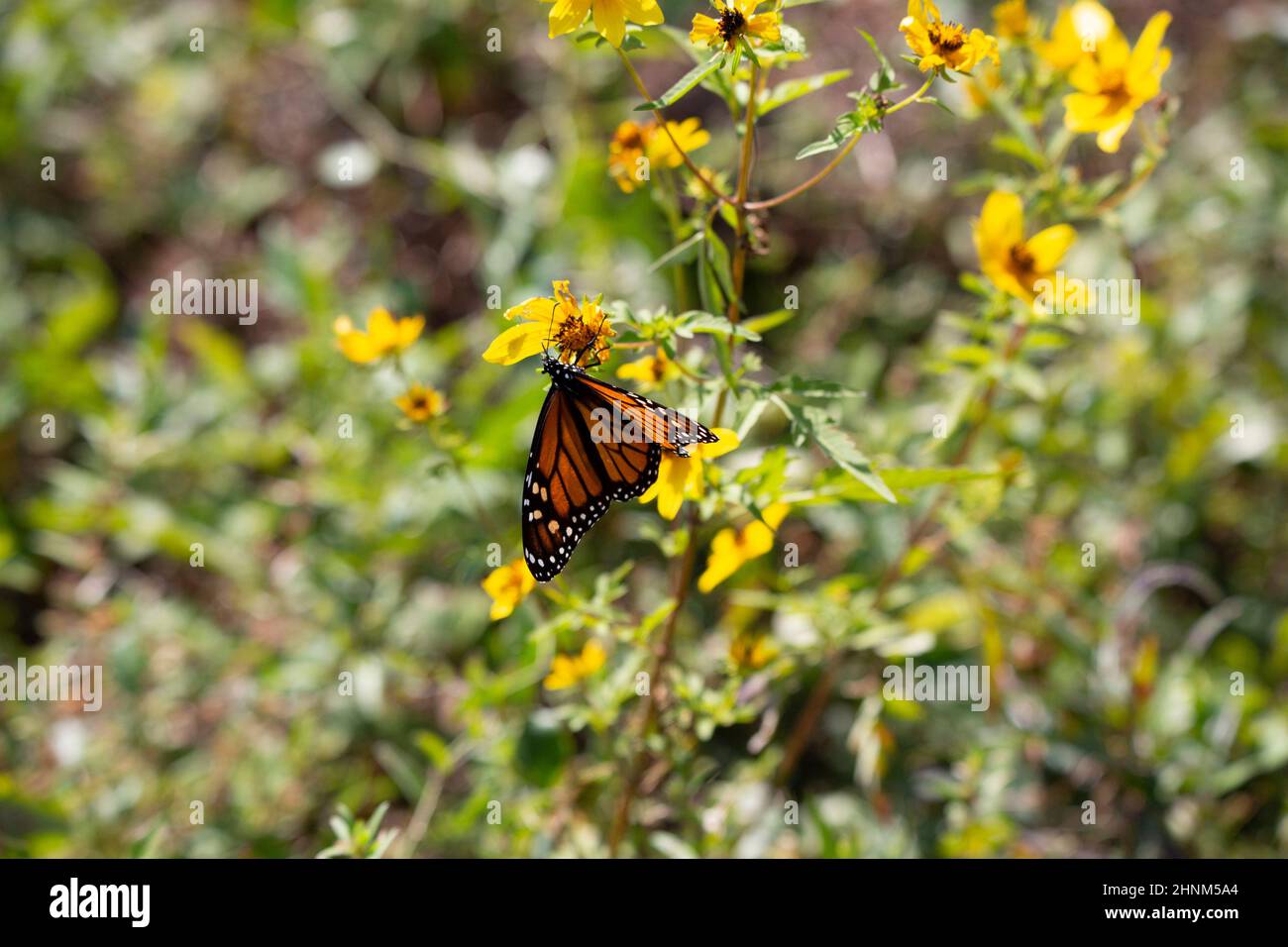 Monarch butterfly (Danaus plexippus) hanging on a pretty, yellow flower ...