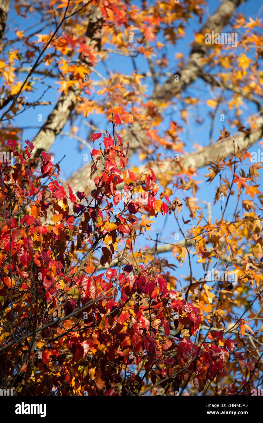 Red, yellow, orange, and green tree leaves during the autumn season Stock Photo - Alamy