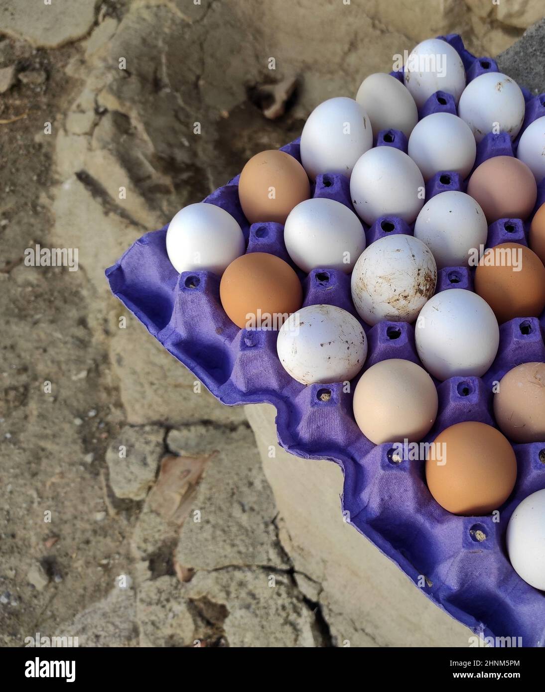 Real chicken hi-res stock photography and images - Alamy