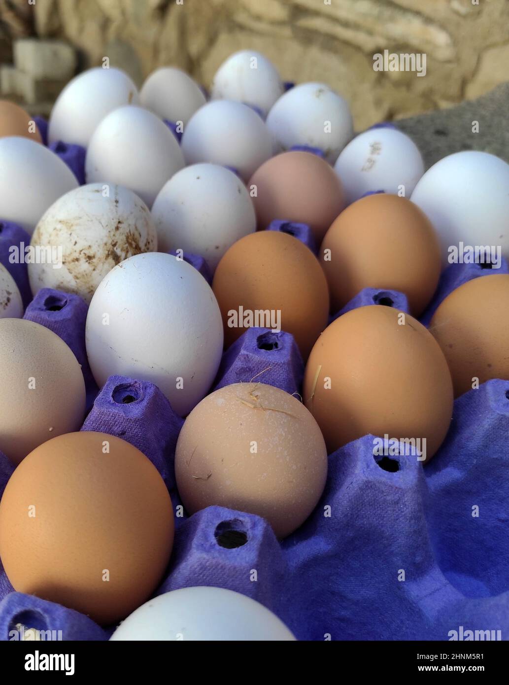 Real chicken hi-res stock photography and images - Alamy