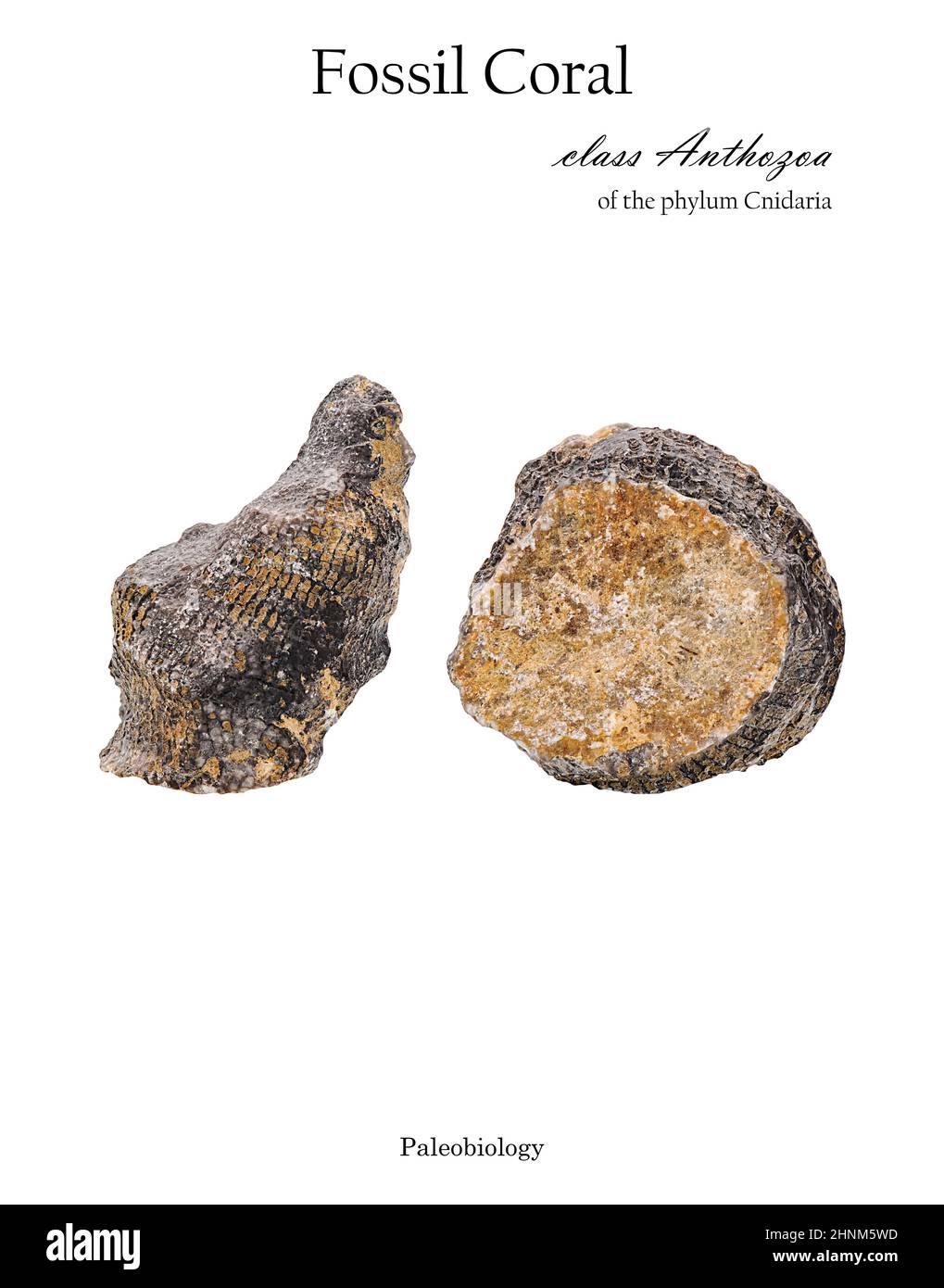 Fossil coral isolated on white Stock Photo - Alamy