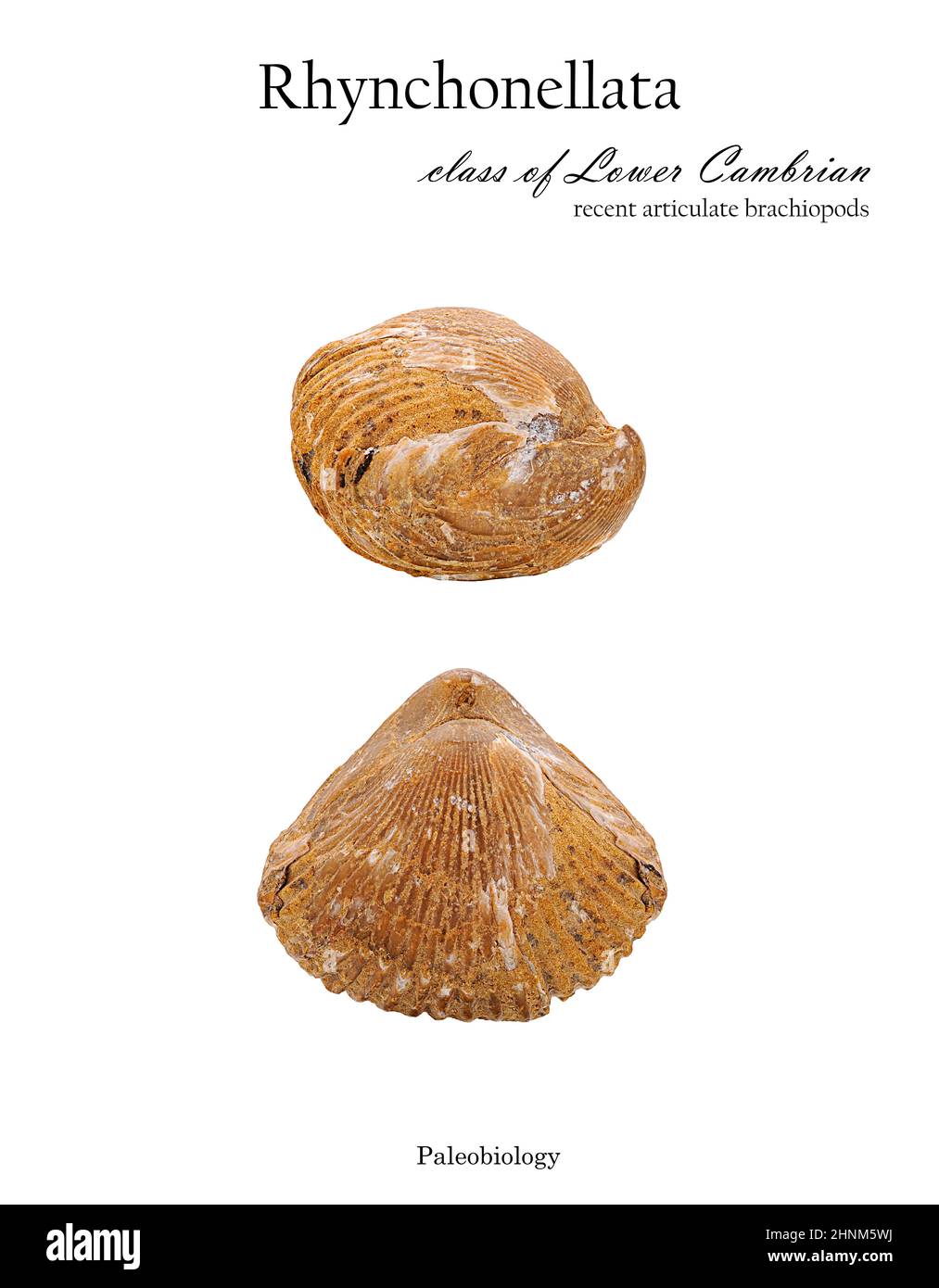 Fossil shell of mollusc Rhynchonellata isolated Stock Photo - Alamy