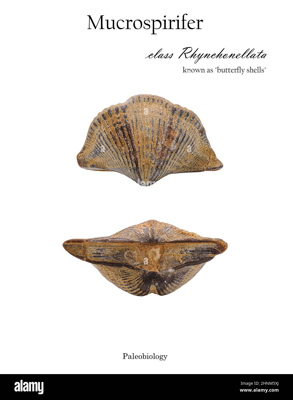 Clam structure hi-res stock photography and images - Alamy