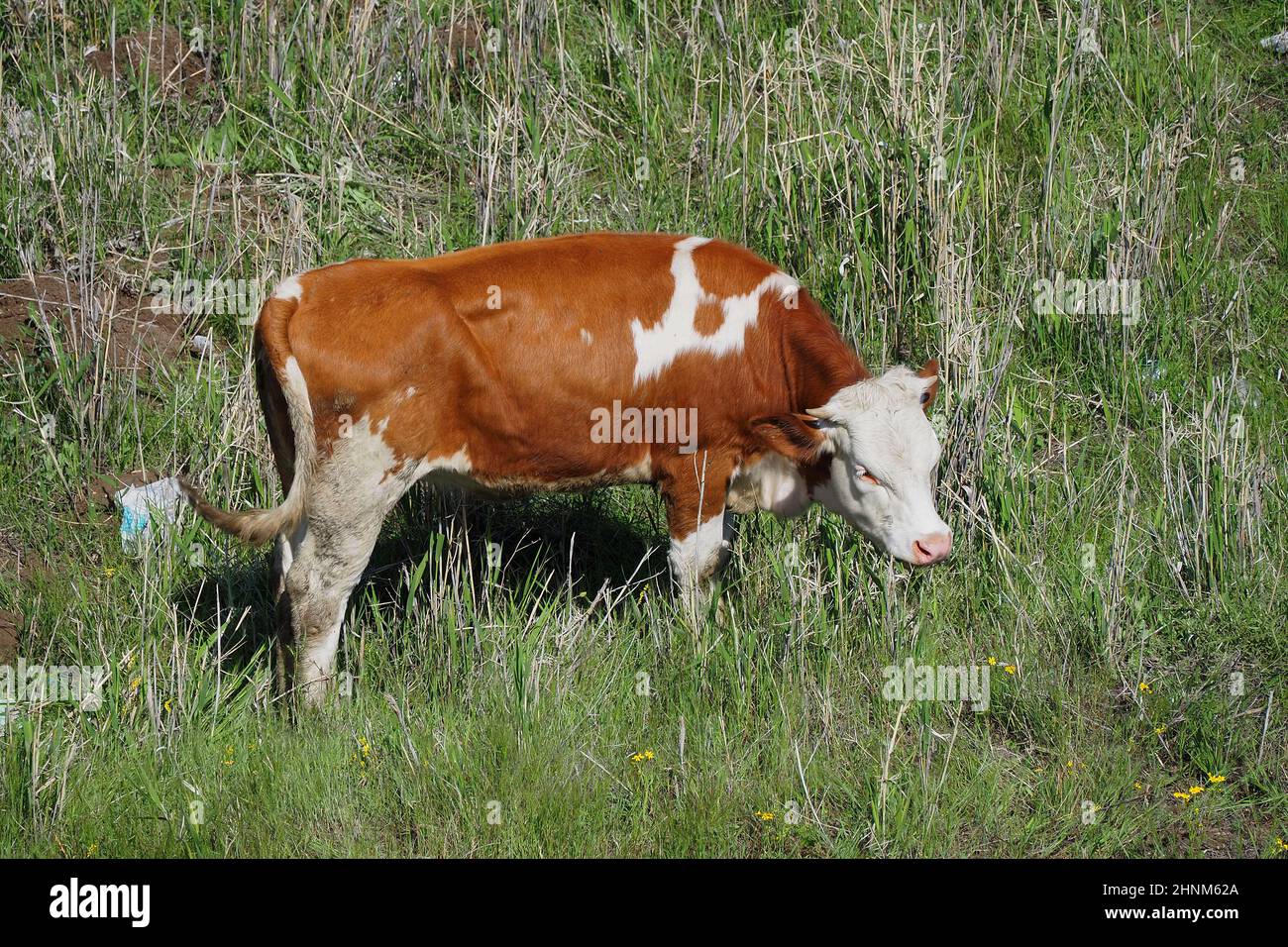 yellow cimental cows and calves grazing in the pasture Stock Photo - Alamy