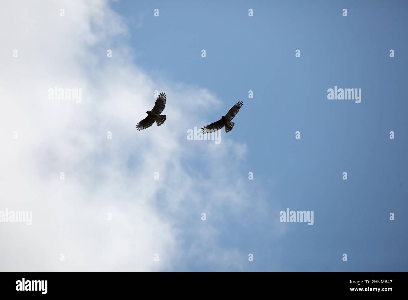 Pair of red-shouldered hawks (Buteo lineatus) in flight Stock Photo - Alamy