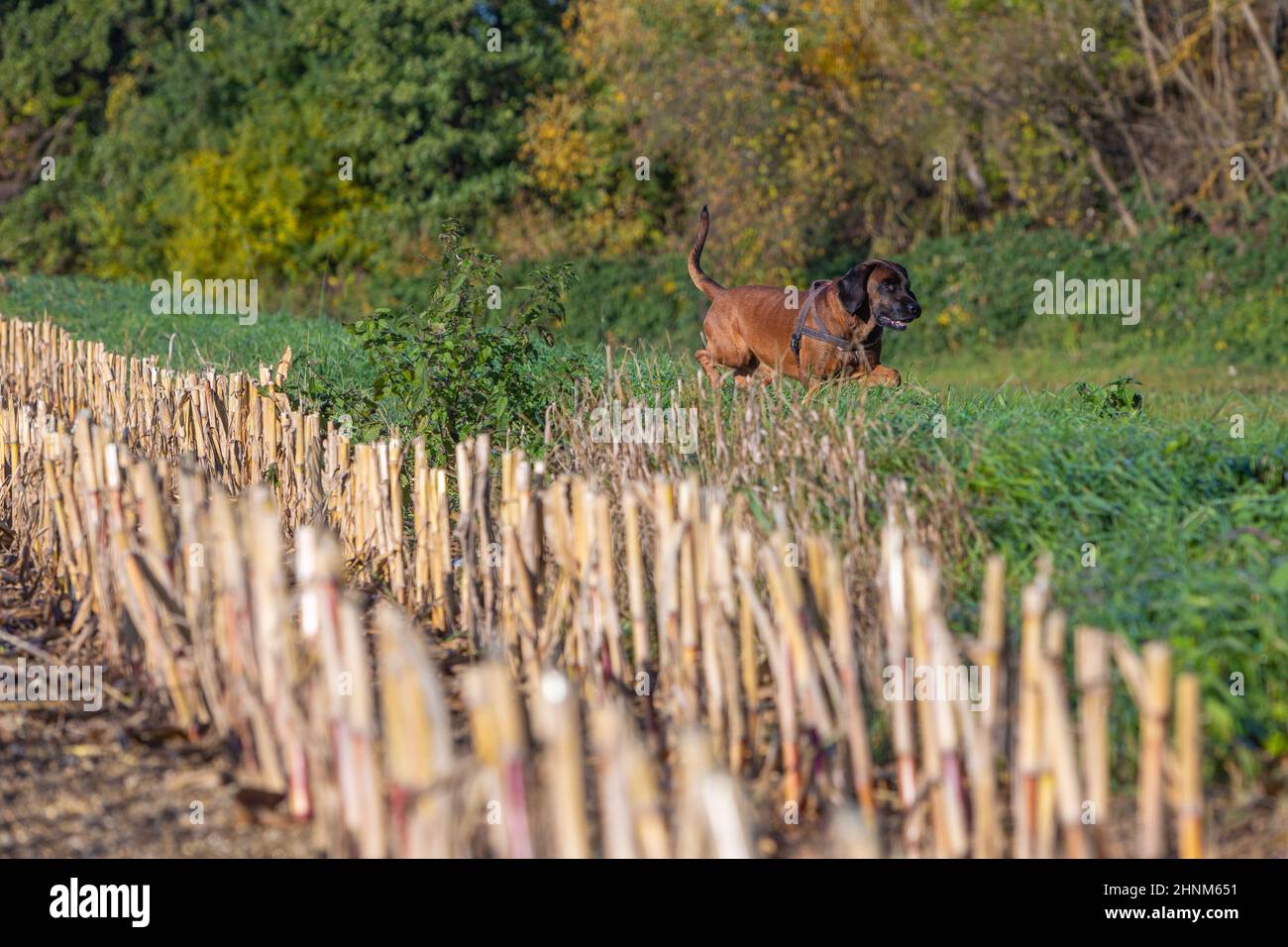 welding dog on a track Stock Photo - Alamy
