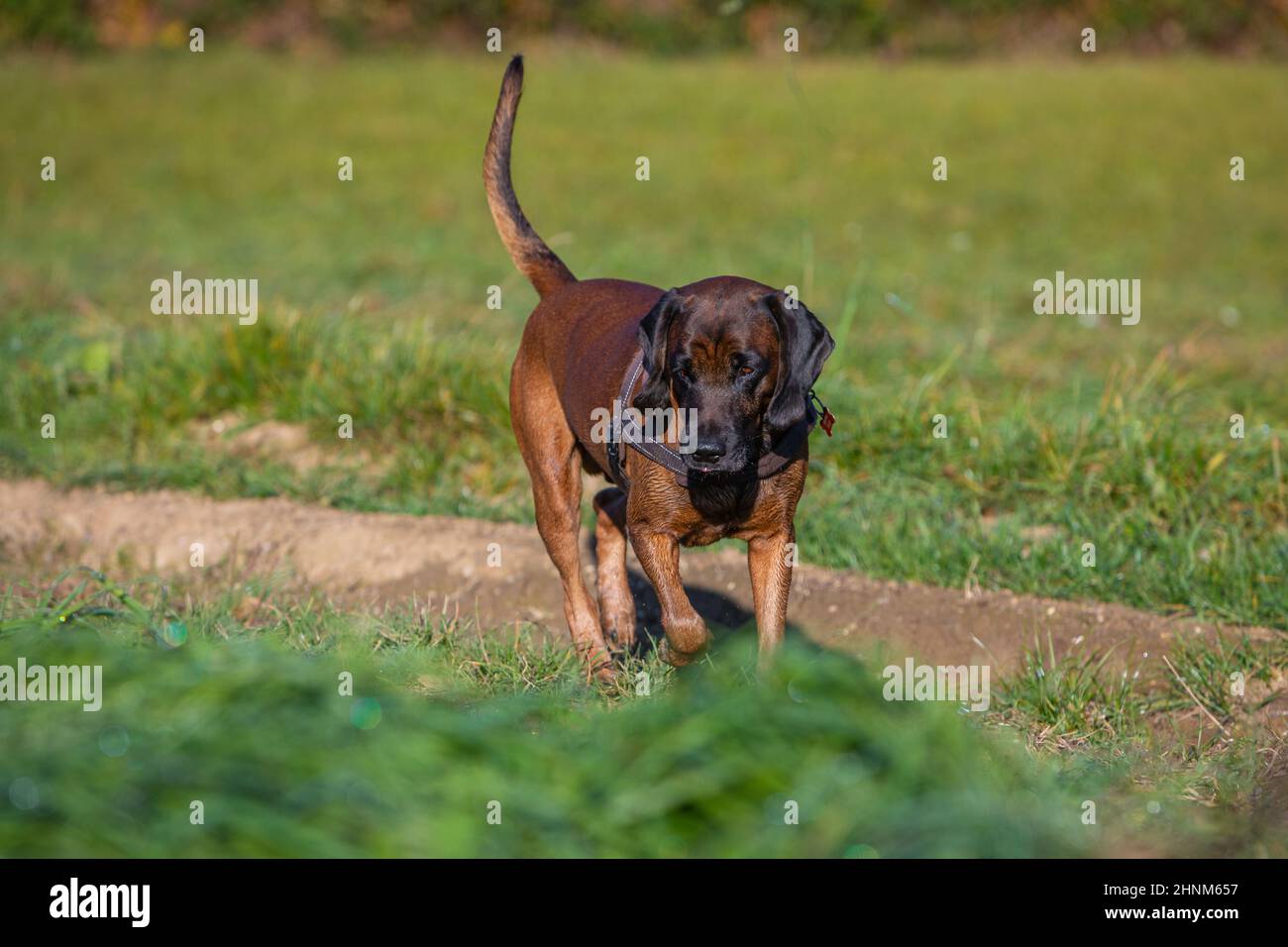 tracking dog following the smell Stock Photo - Alamy