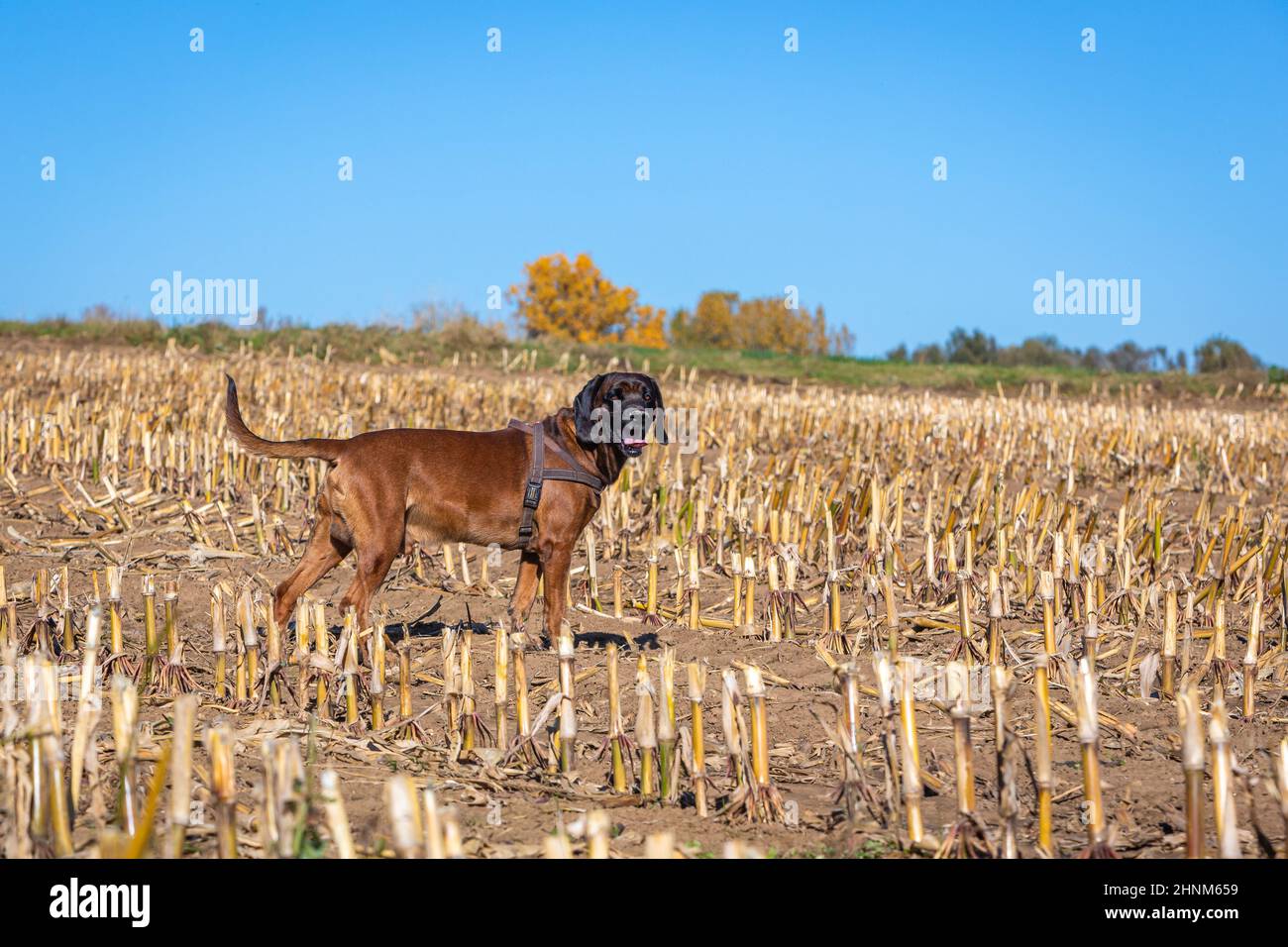 Dog field animal hi-res stock photography and images - Alamy