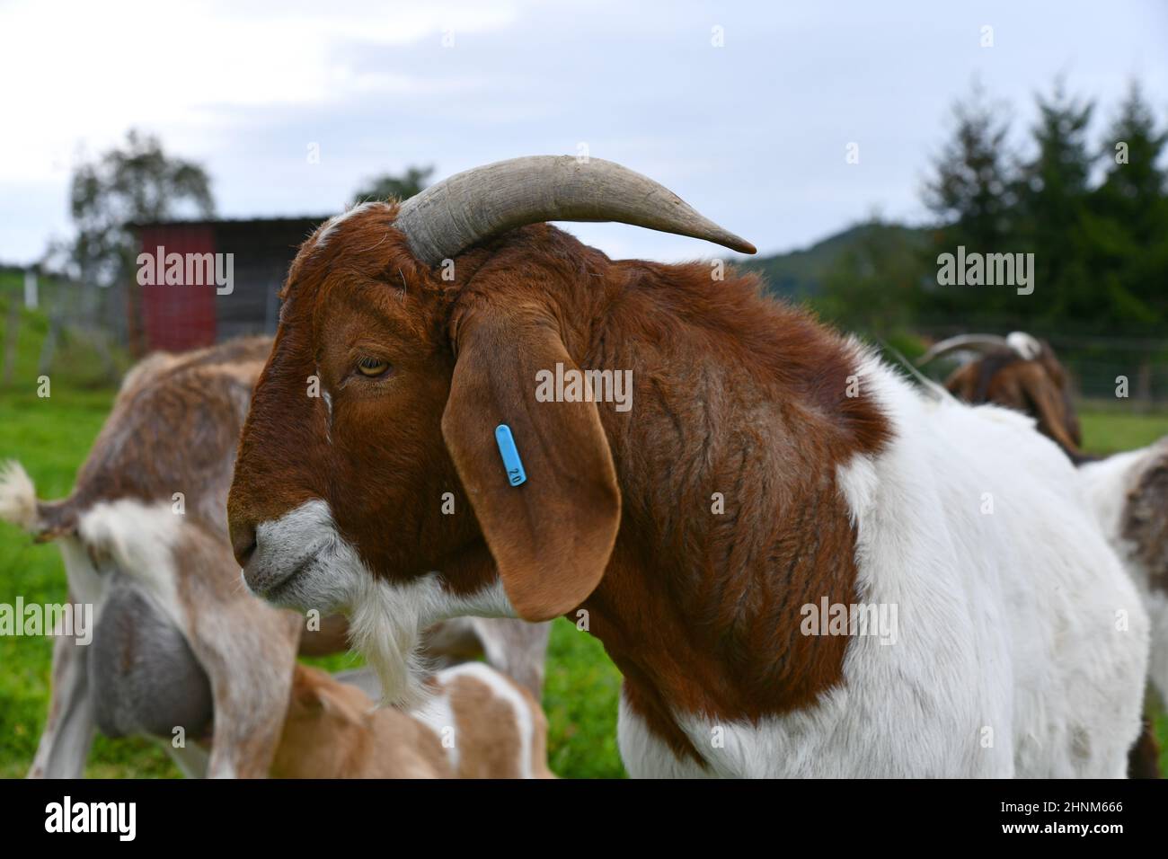 Goat domestic hi-res stock photography and images - Alamy