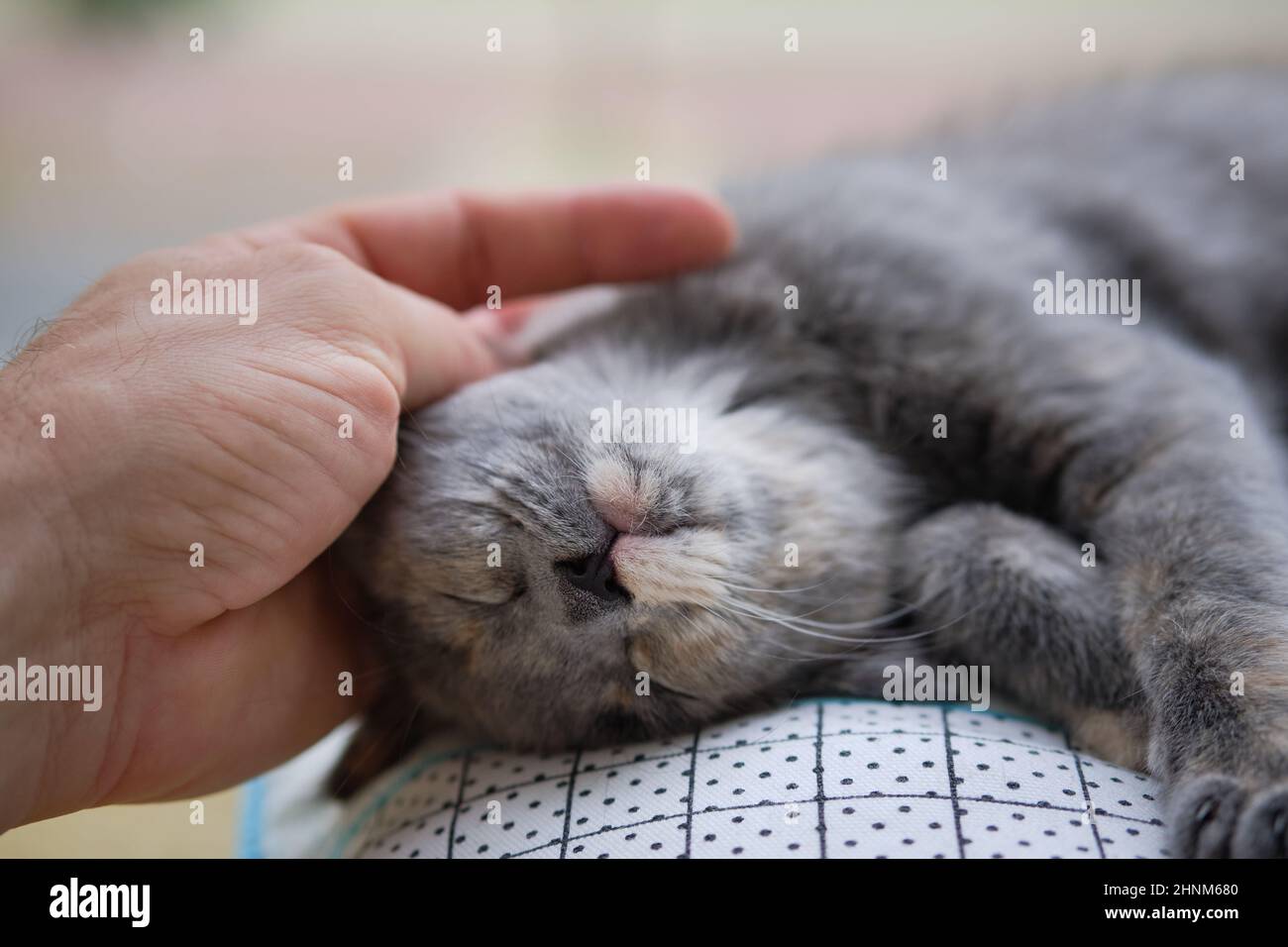 Human and cat hi-res stock photography and images - Alamy