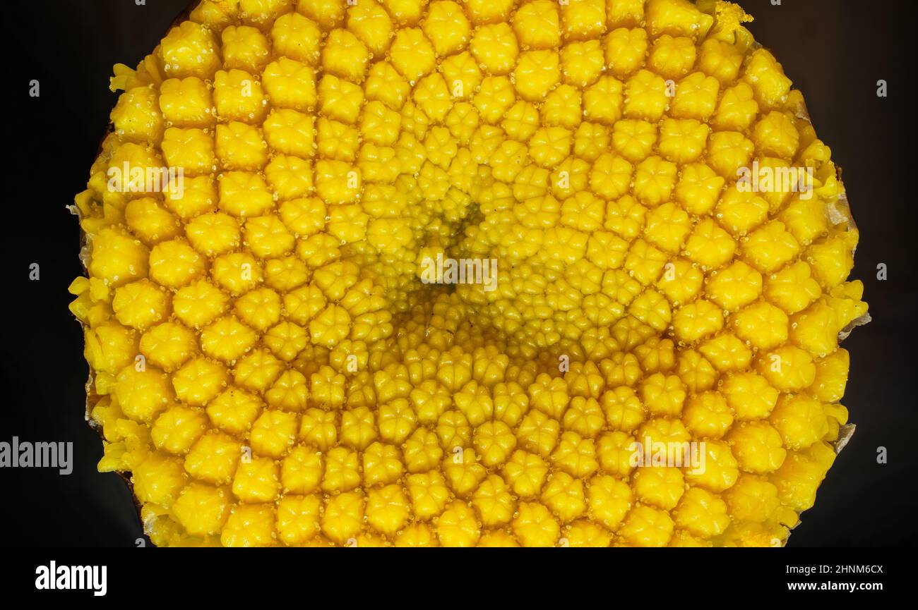 Yellow Tansy - Tanacetum vulgare - flower under microscope, image width ...