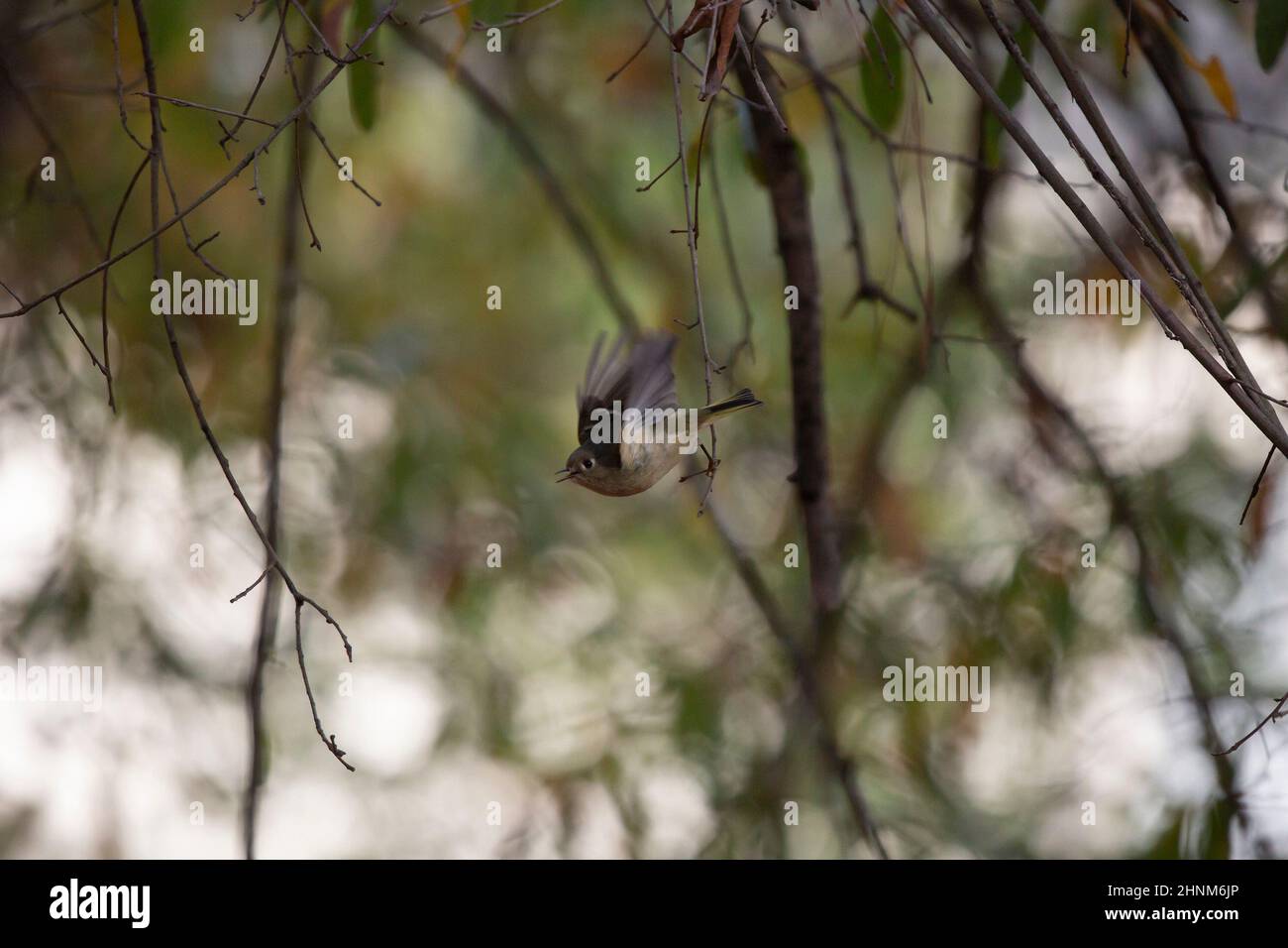 Ruby-crowned kinglet (Regulus calendula) taking flight from a tree Stock Photo - Alamy
