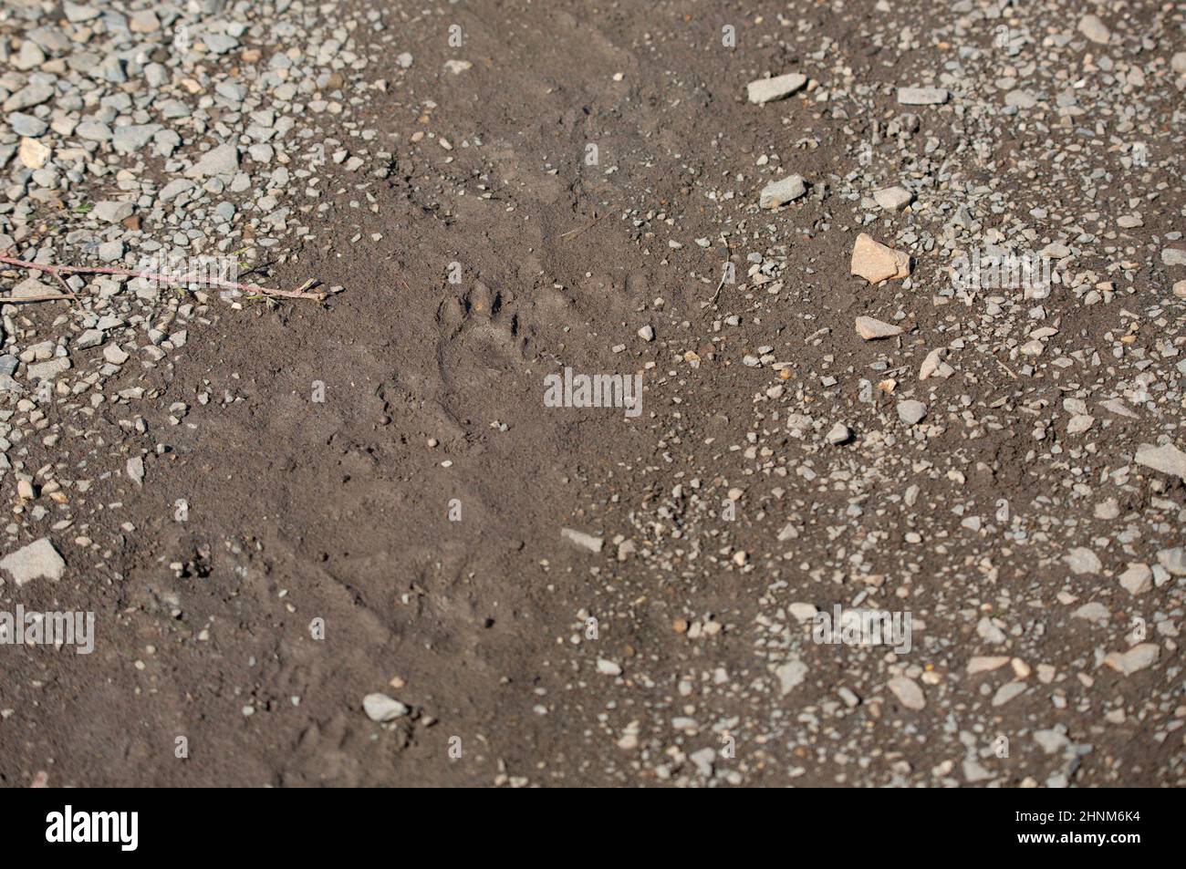 Striped skunk (Mephitis mephitis) tracks on a muddy pathway Stock Photo ...