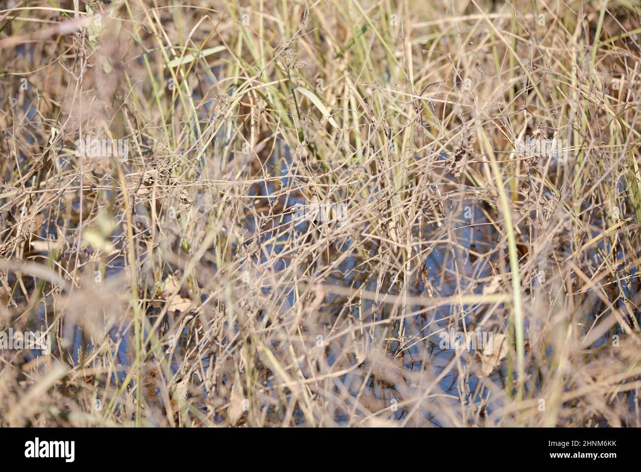 Close up of dark, tangled bramble over stagnant water Stock Photo - Alamy