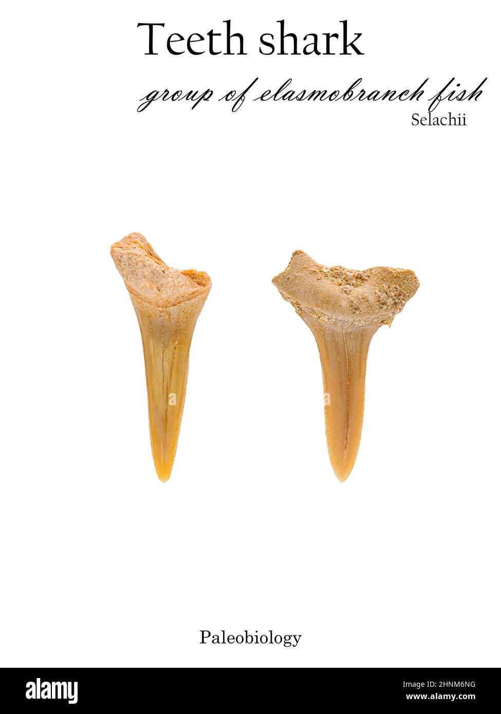 Fish Teeth Identification