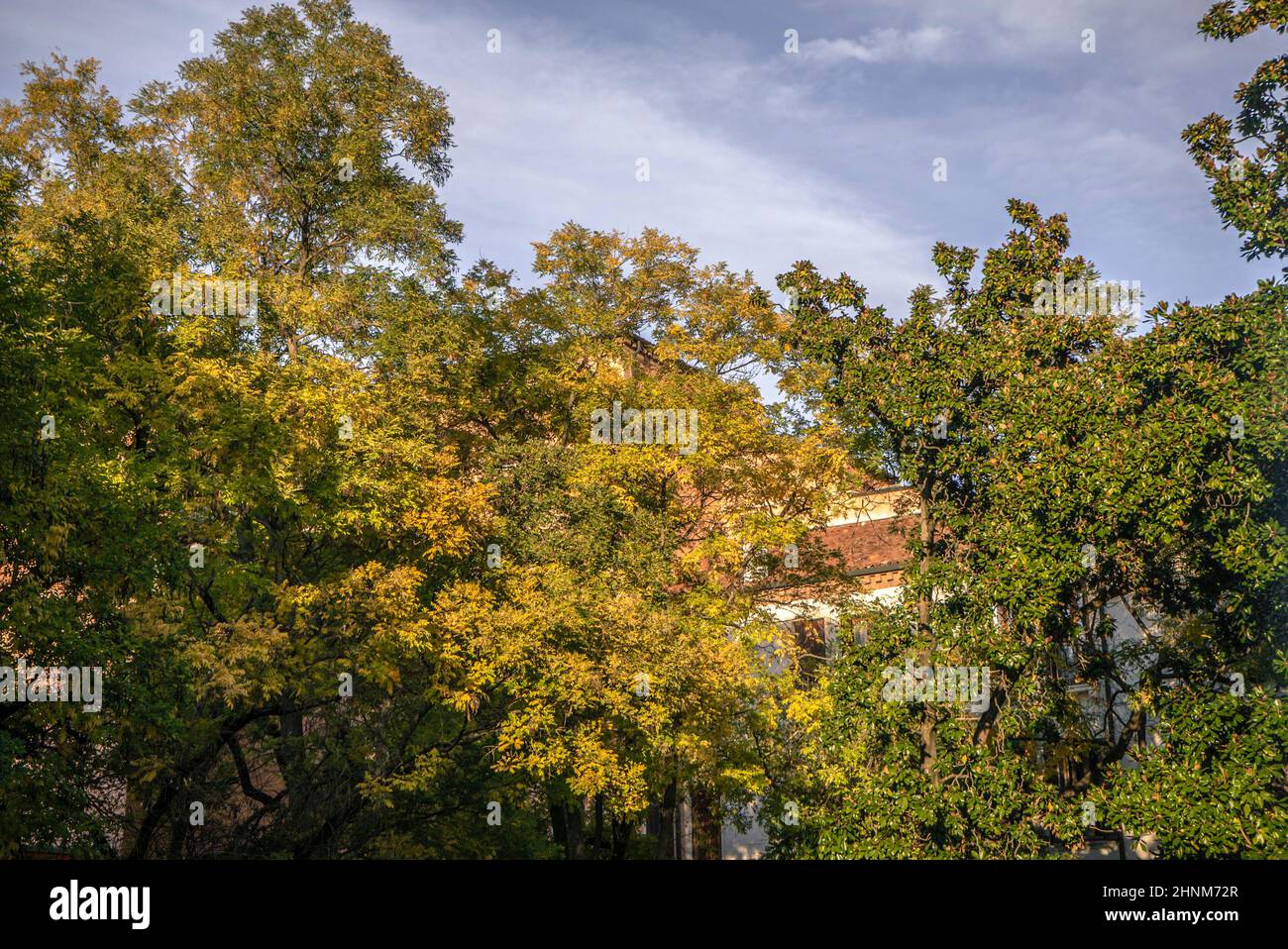 Large view trees autumn Stock Photo - Alamy