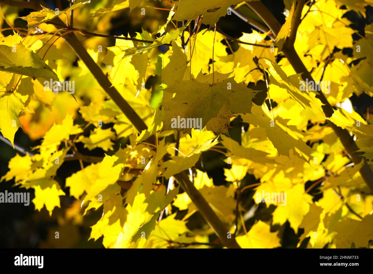 Gelbes Herbstlaub eines Ahornbaumes im Salzkammergut, Oberösterreich, Europa - Yellow autumn ...