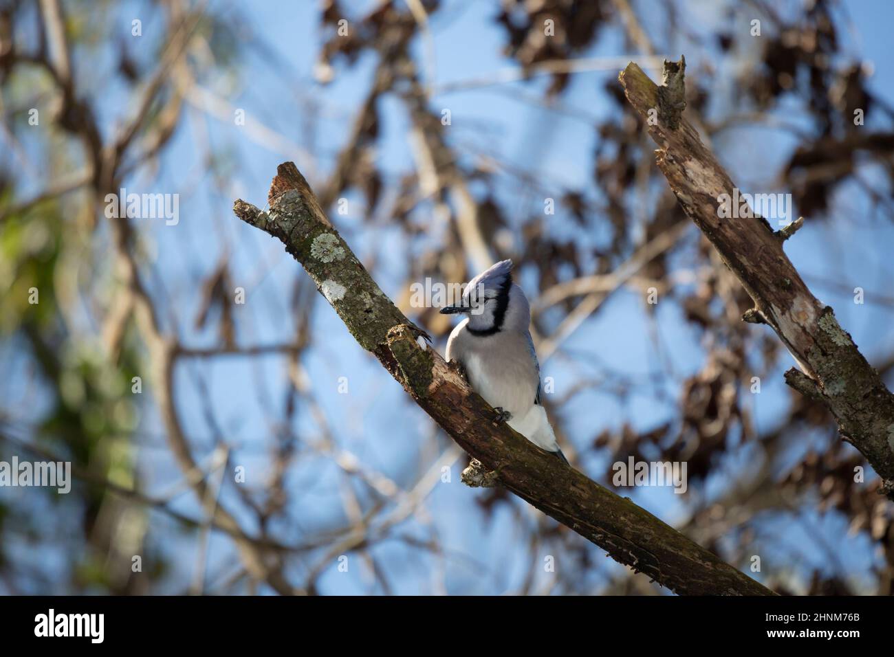 Sassy blue jay (Cyanocitta cristata), with snow on its beak, looking ...
