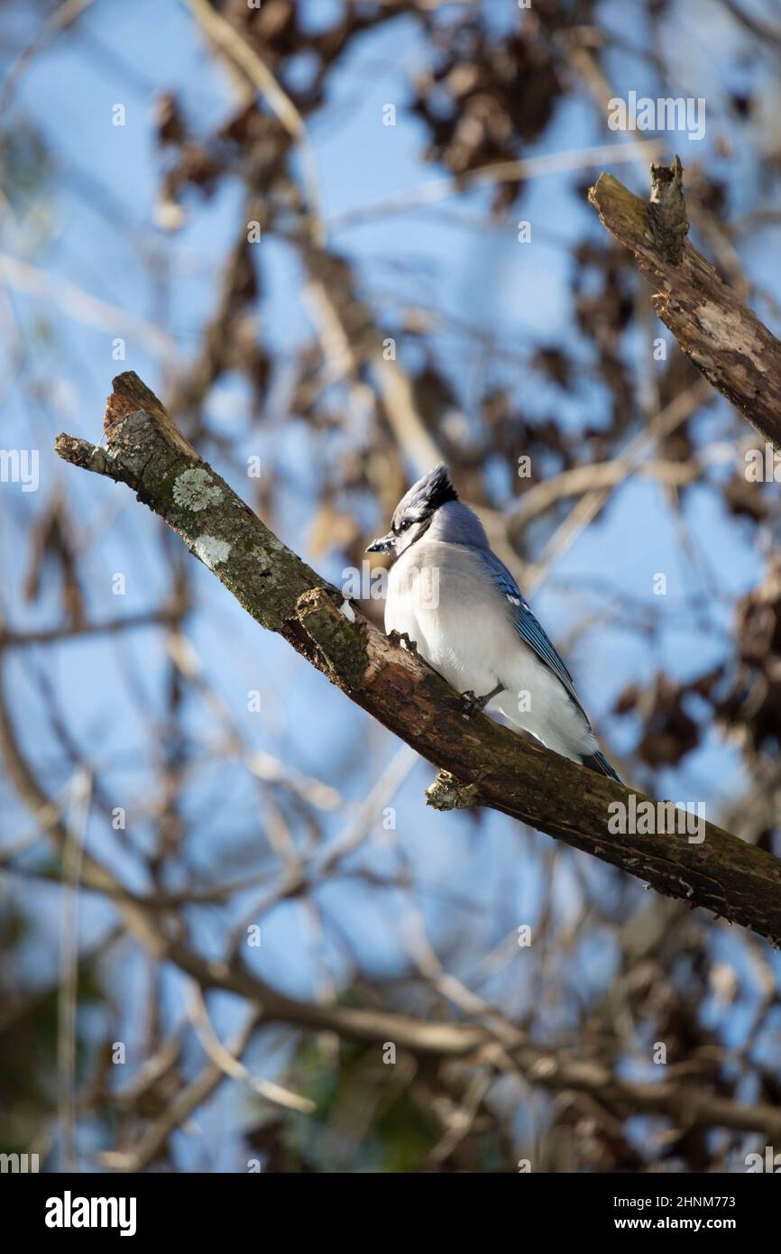 Curious and territorial blue jay (Cyanocitta cristata), with its crest ...