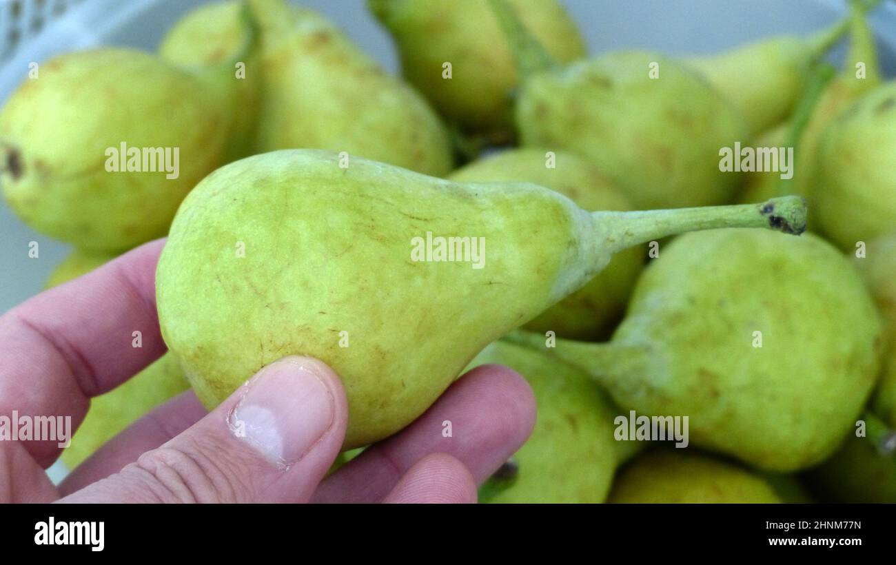 hormone-free and fertilizer-free natural pear, village pear Stock Photo ...
