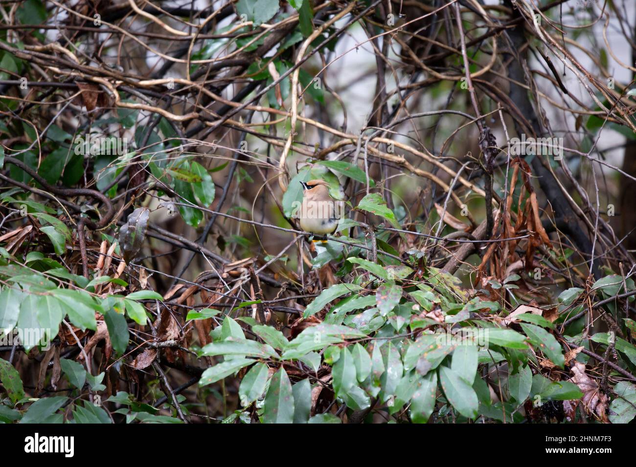 Cedar waxwing (Bombycilla cedrorum) looking around on a twig above a ...